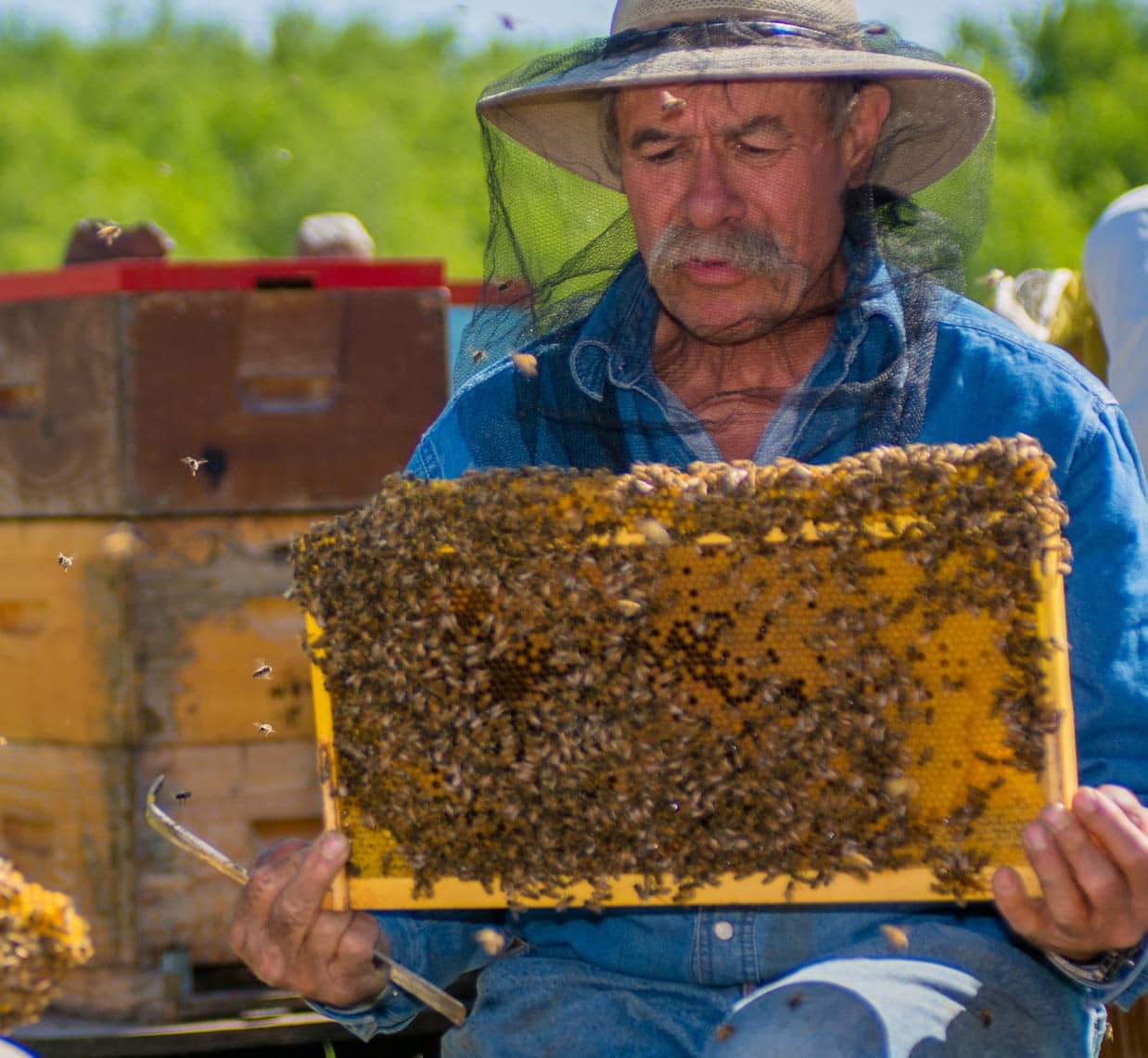 Producing premium honey since the 1930s | Wendell Estate Honey